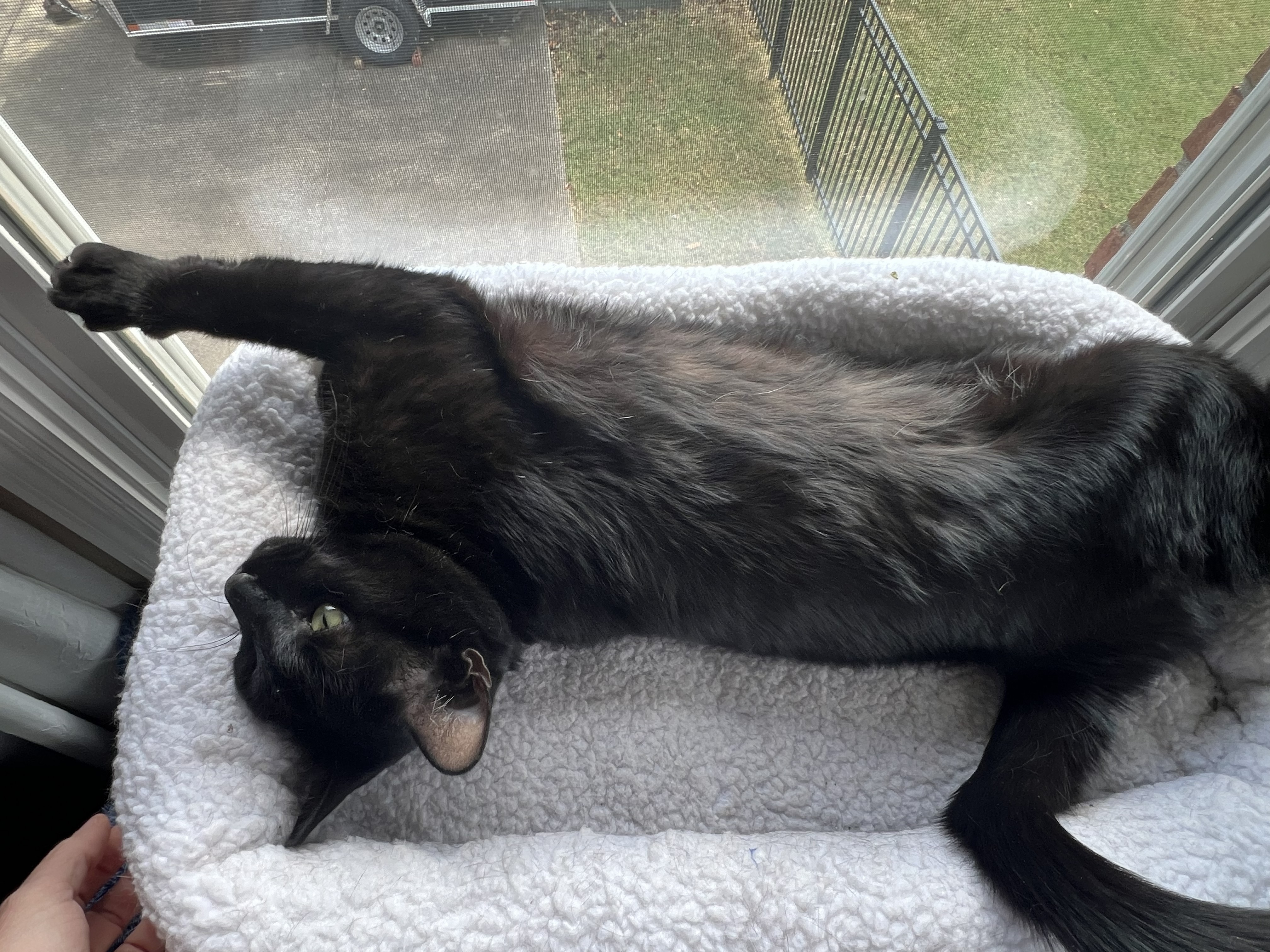 Charlie’s Quiet Kind of Love - Sunni Vibes