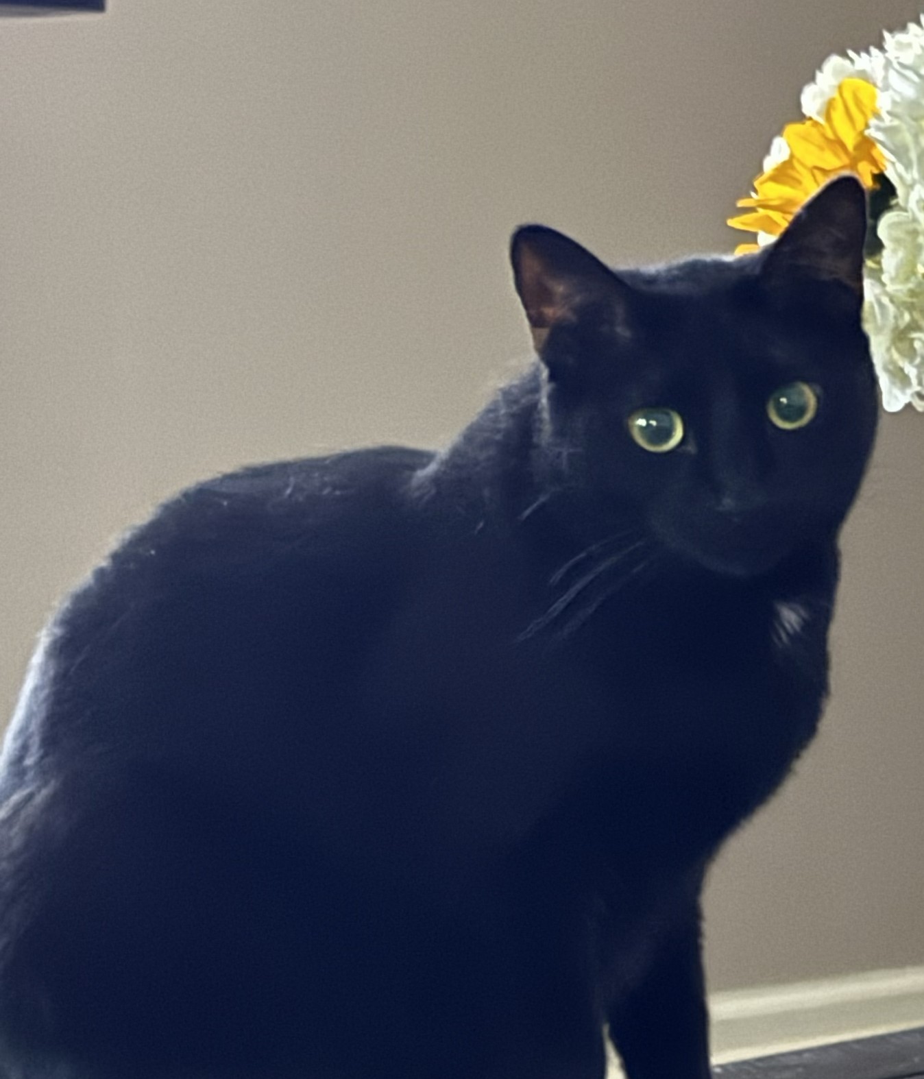 Charlie’s Quiet Kind of Love - Sunni Vibes